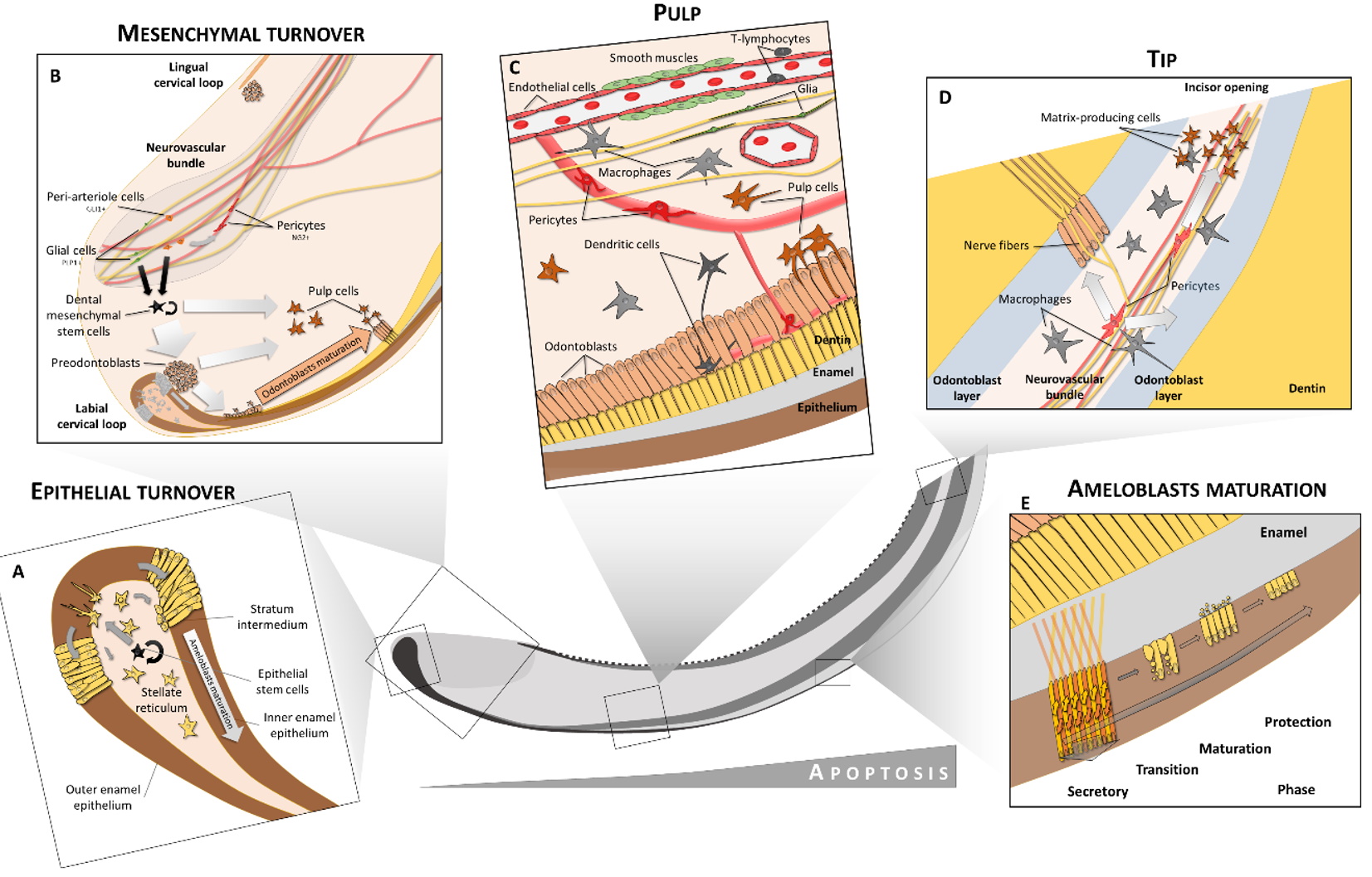 The progeny of the neural crest builds our teeth | AdameykoLab